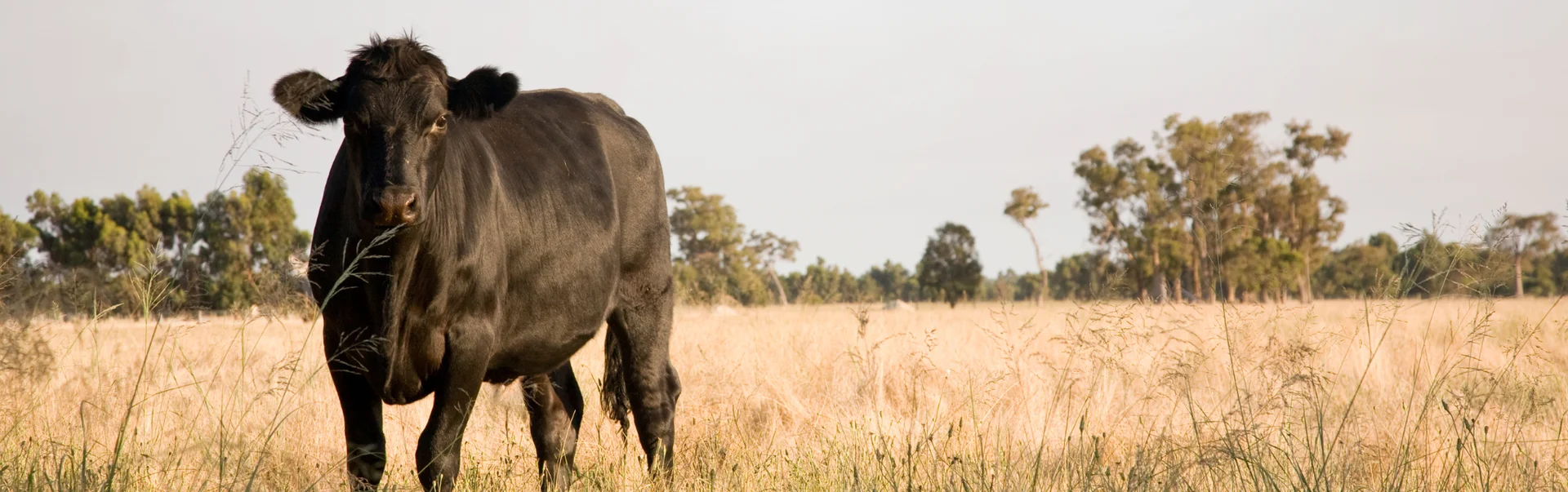 460 SHOPS BLVD SUITE 100 - Dublin Orange Cream