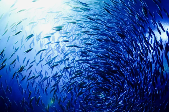 Charlotte - Tuna - Tartare