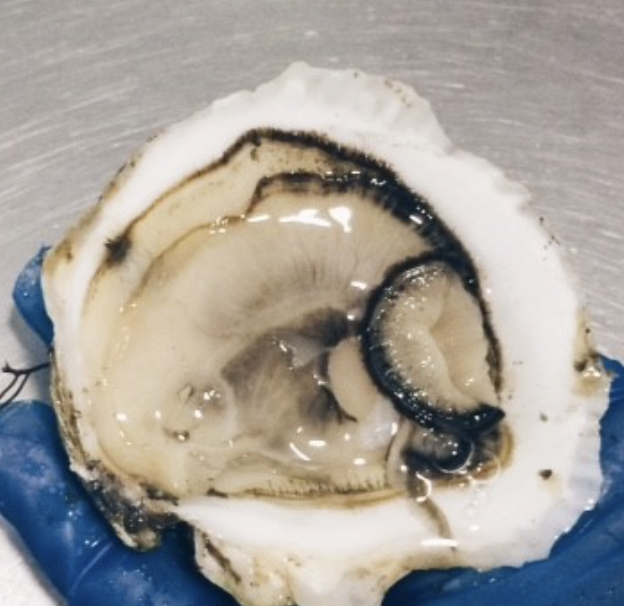 Tipsy Mermaid - Key West Lobster Tail Scampi