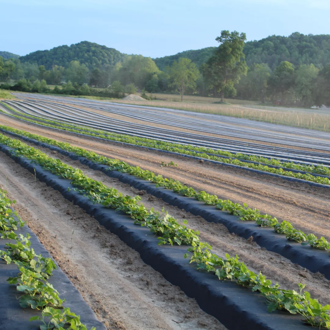 Cornett Farm Fresh