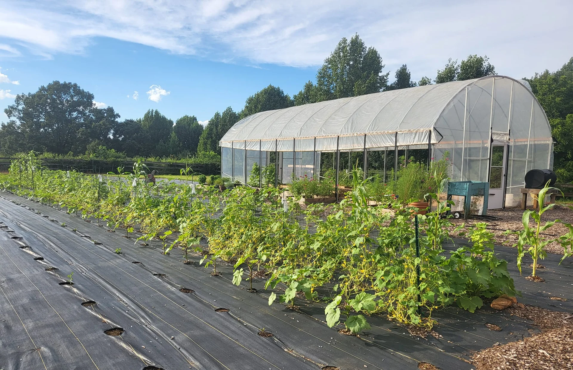 Holden Oversoul Kitchen and Oyster Bar - Bowl Snapper Stew