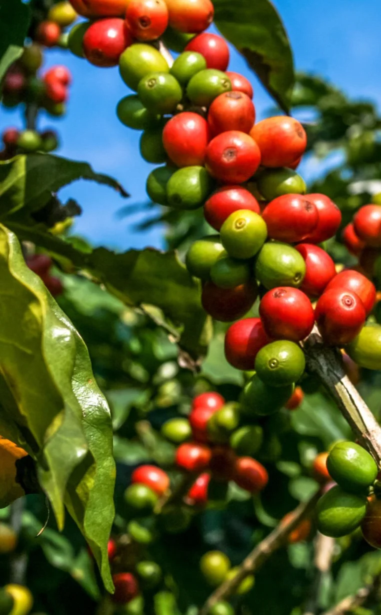 Our Coffee | Madame Olivia French Bakery & Bistro