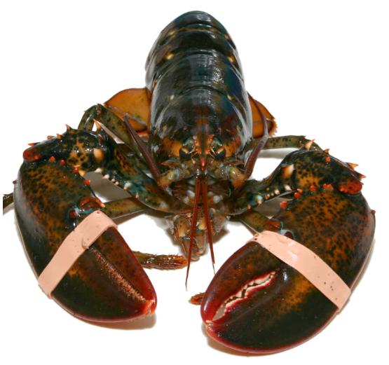 Buddys Seafood Market | Toast