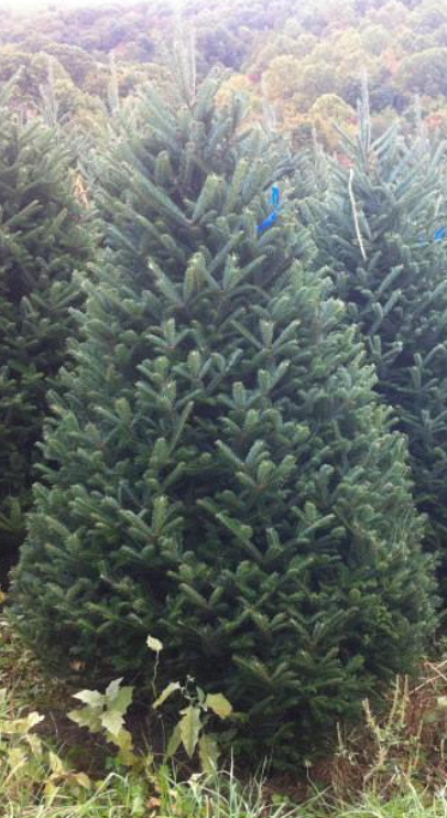 Electric Cool-Aid | Toast