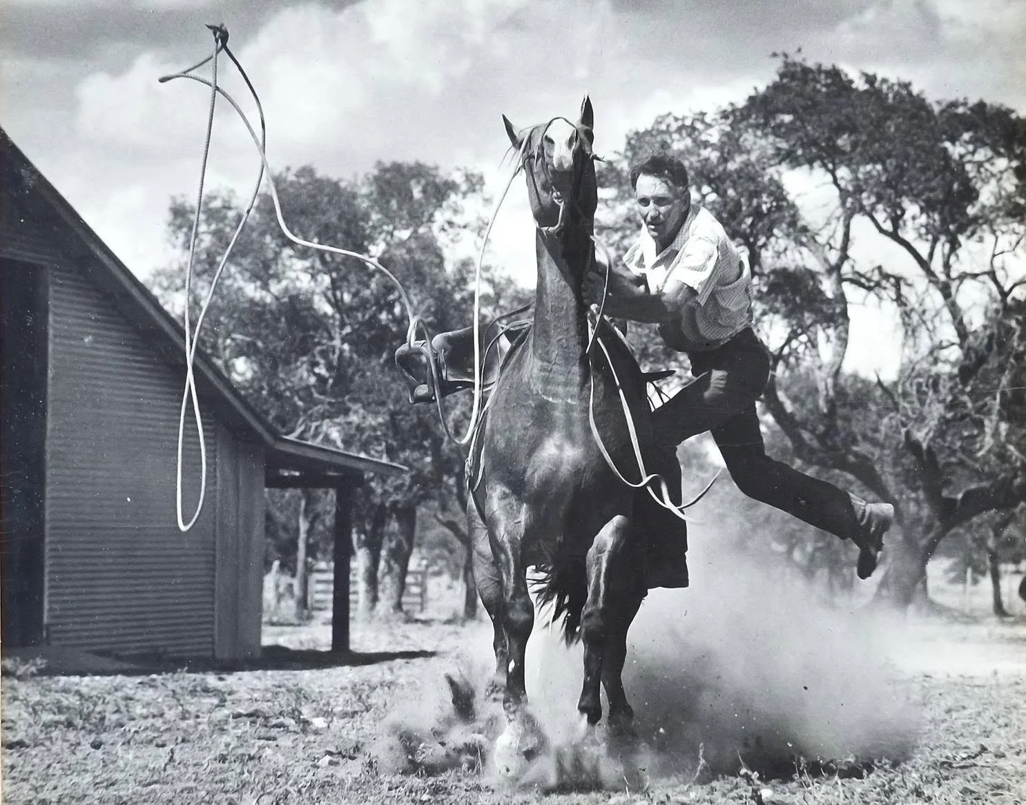 Buchanans Coffee House - Texas Ginger Cookie