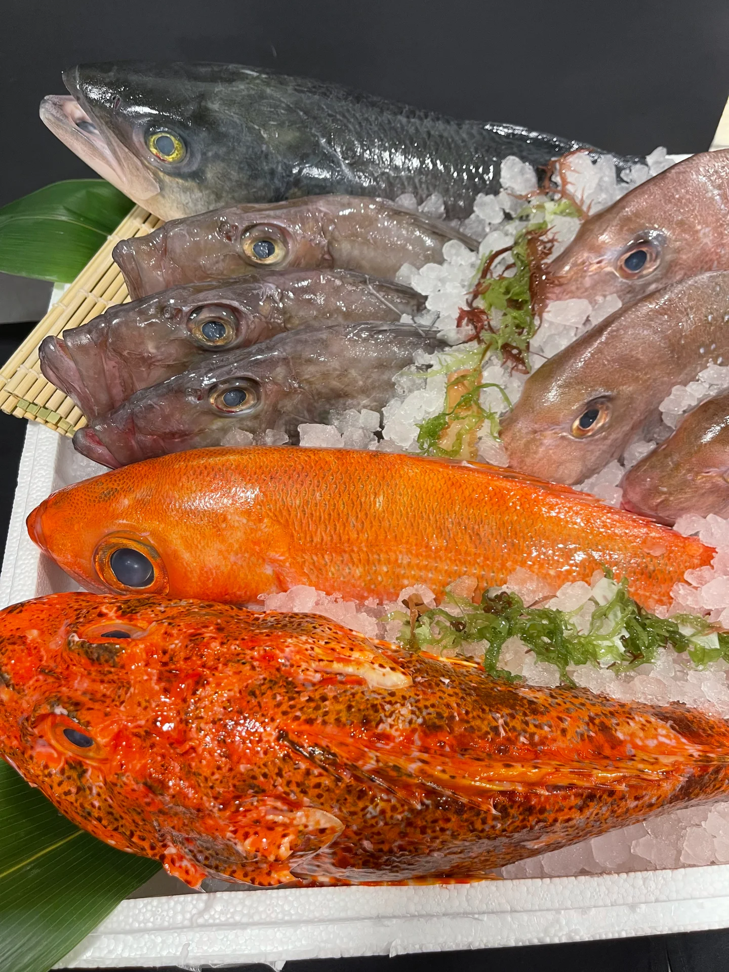 Lost sailor fish and gourmet