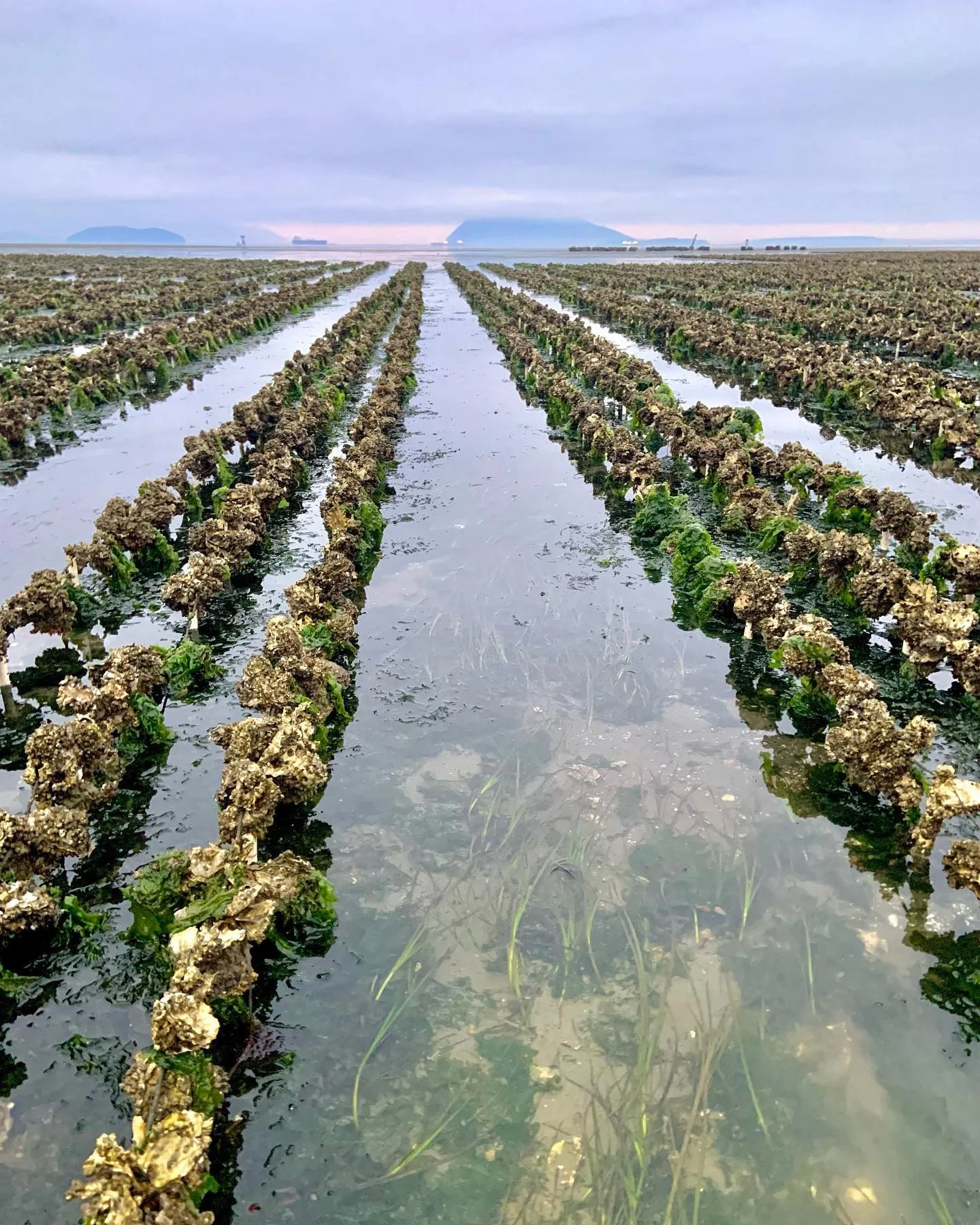 Melrose (Capitol Hill) - *Totten Inlet Mussels (lb)