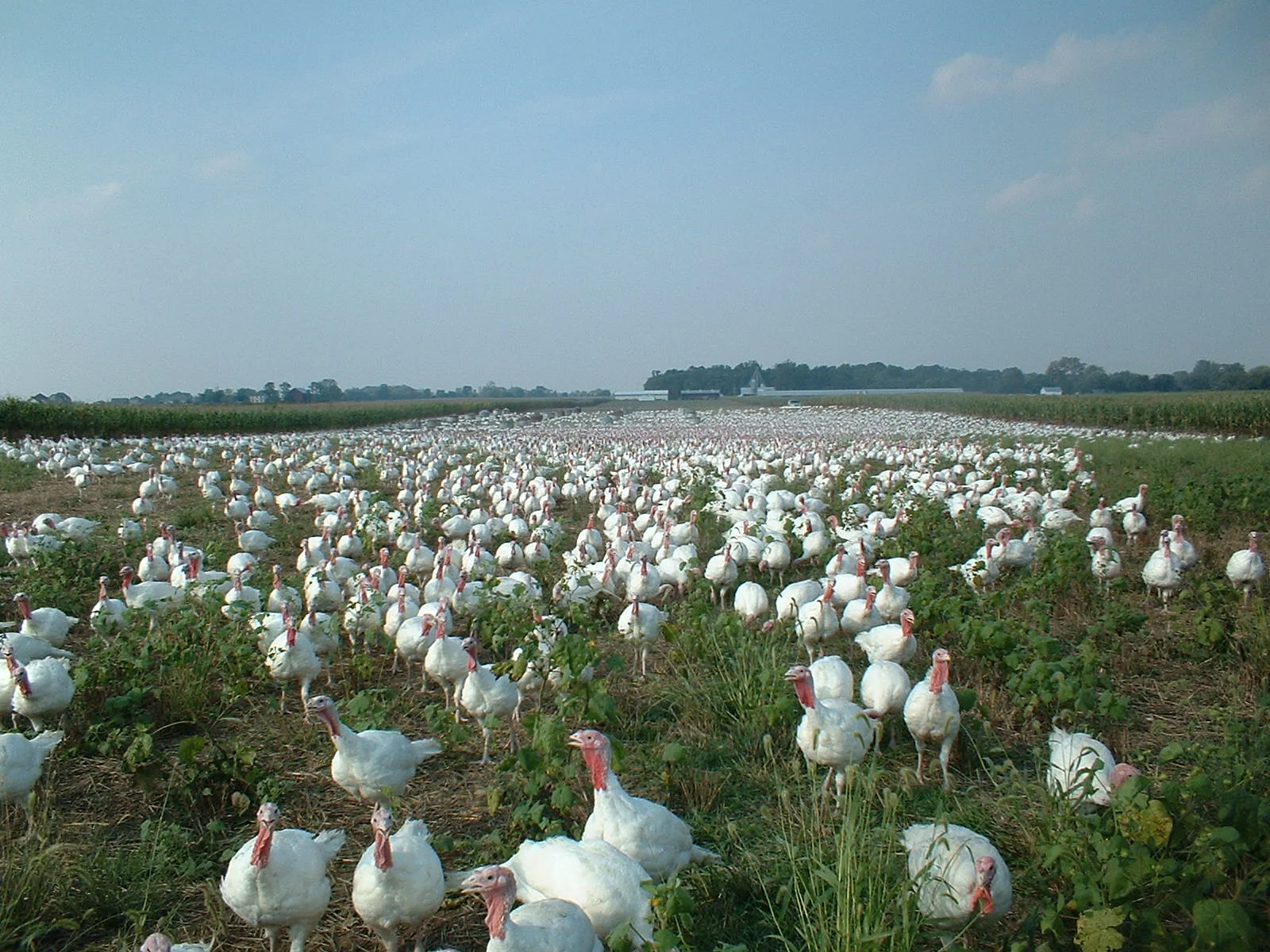 Sambuca's - 11/19/2025 Paint and Sip Workshop Moose