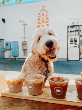 Lucky Lab Coffee Co.